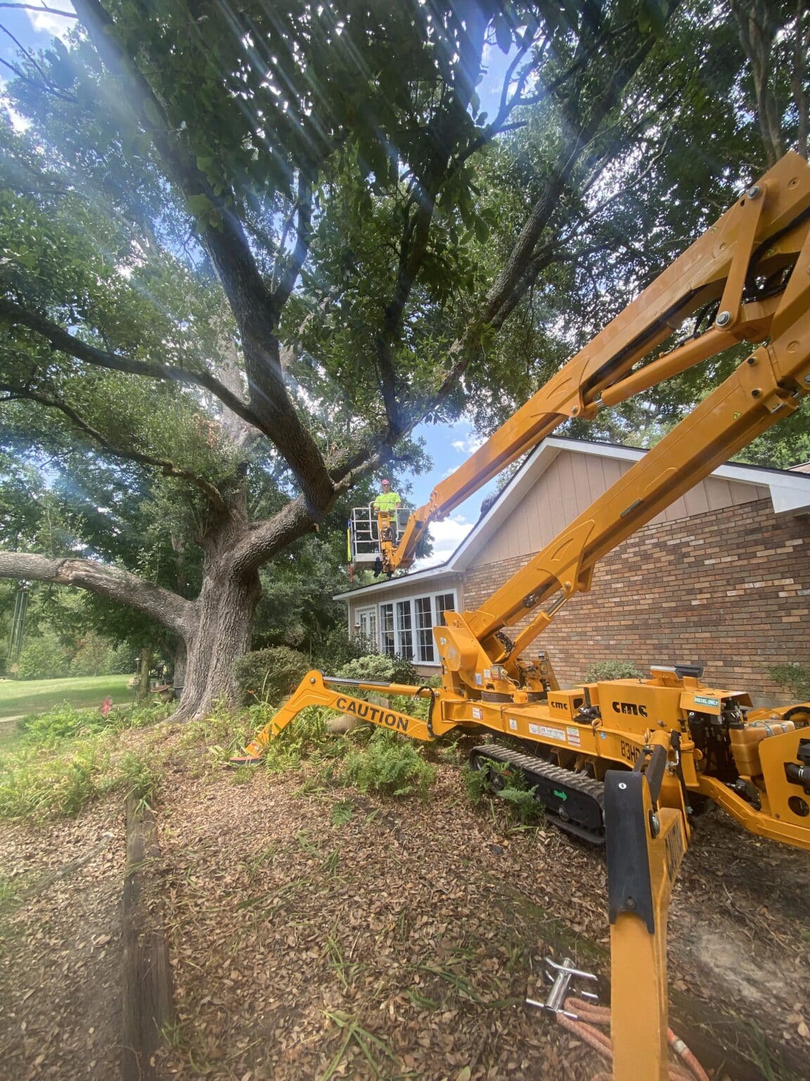 Louisiana Tree Removal Cost Calculator: How to Estimate a Reasonable ...