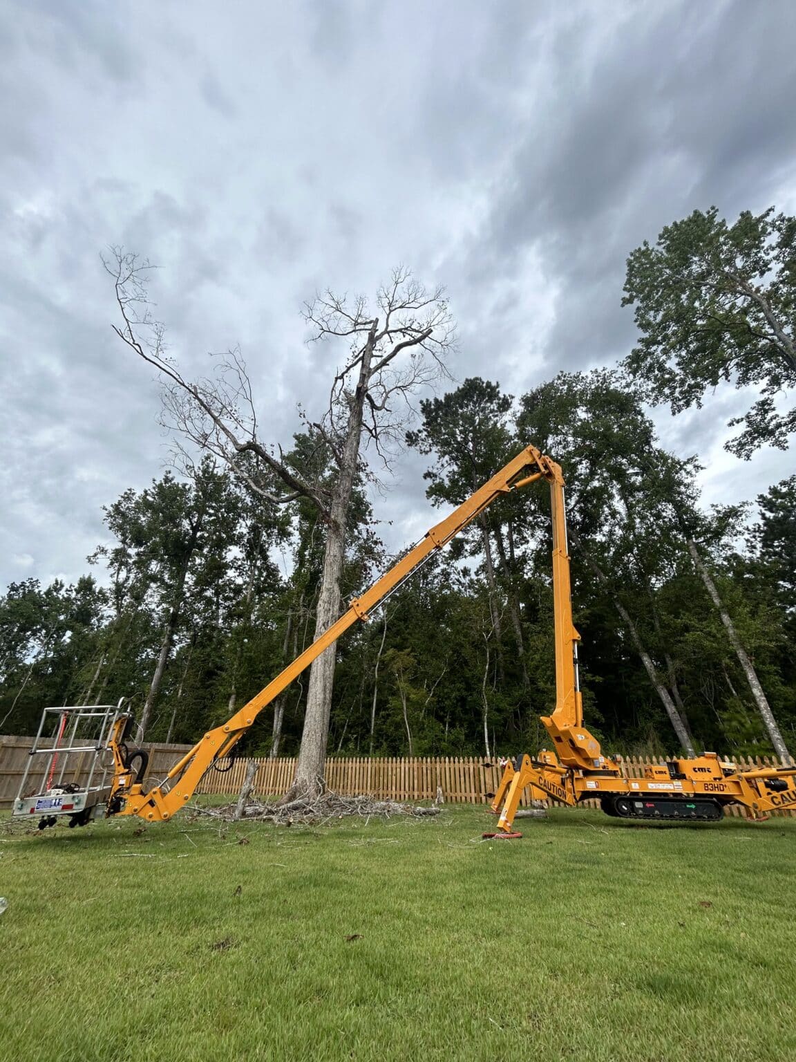 Tree Services in Louisiana: How to Choose the Right Company - Jack's ...