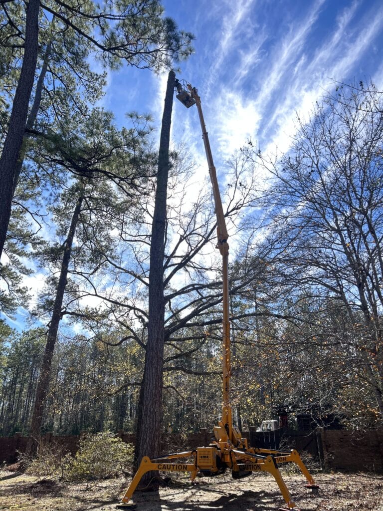 What Affects Tree Removal Costs in Franklinton, Louisiana? - Jack's ...