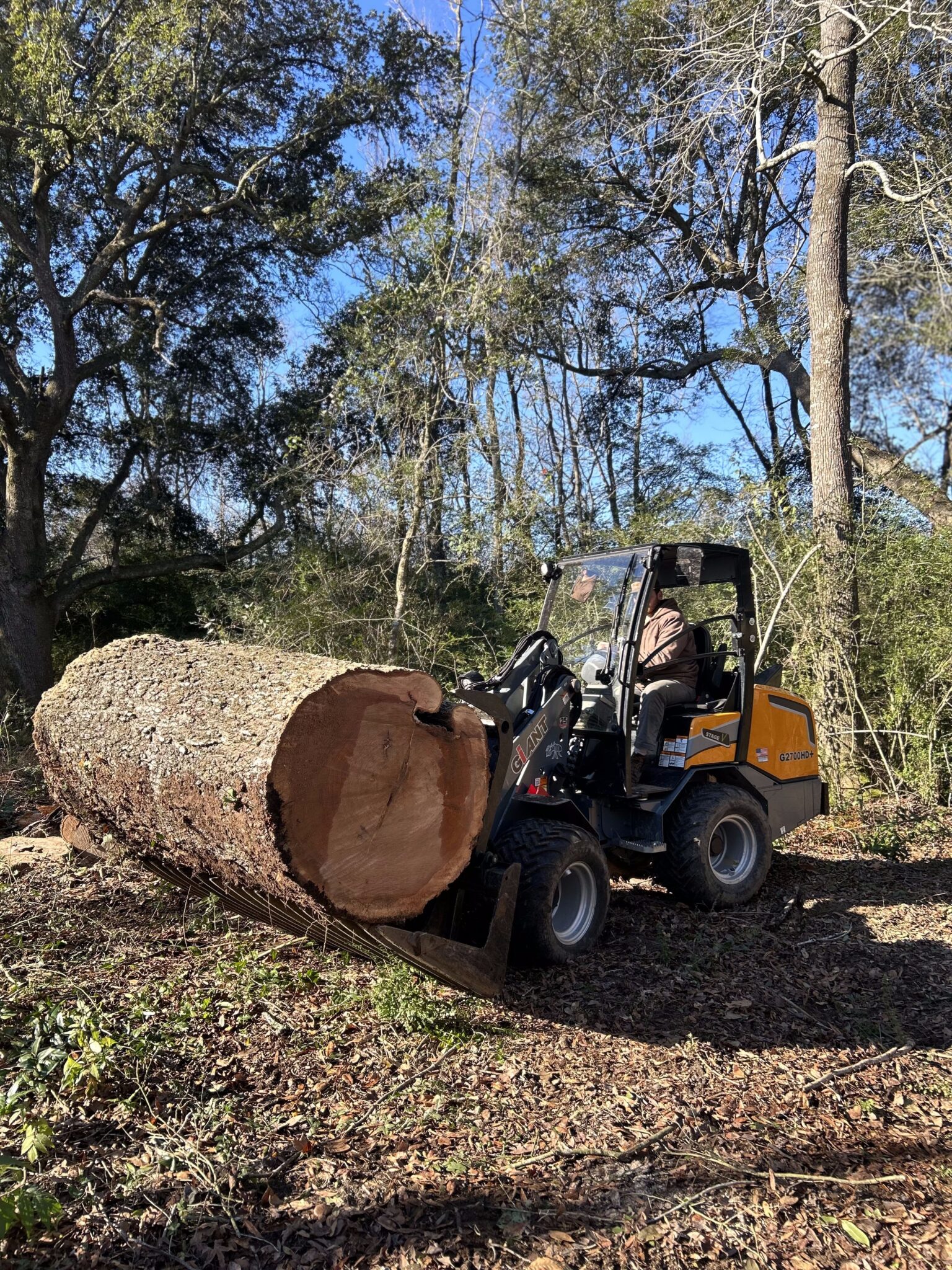 Tree Services Franklinton LA | Removal, Trimming & Grinding