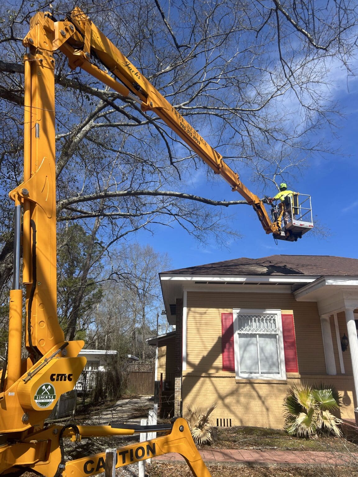 What Is the Cost of Tree Trimming Services? - Jack's Tree Service ...