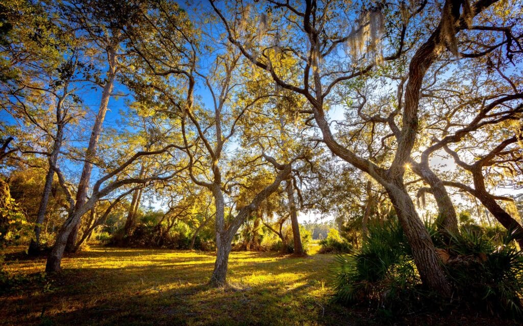 Storm Season Tree Preparation Tips for Franklinton Homeowners - Jack's ...